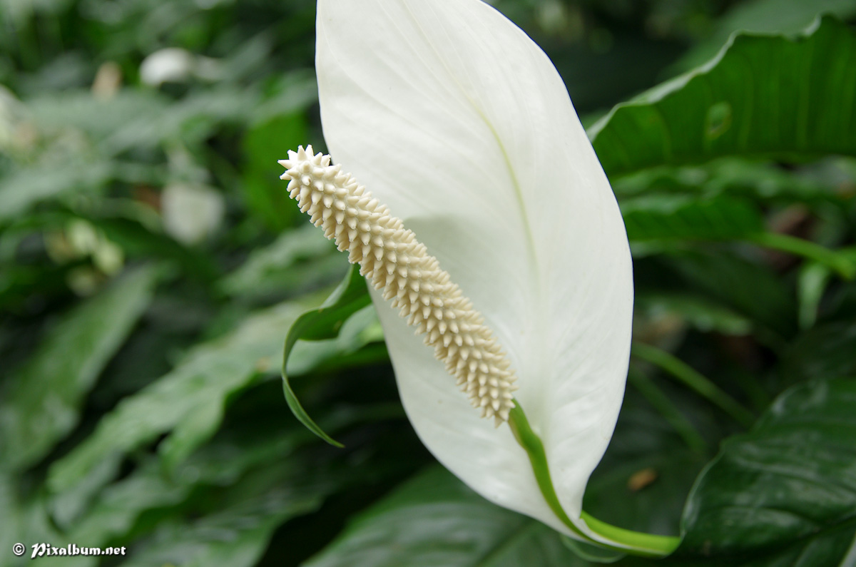 Cameroon > Limbe - Album Photos de Voyage